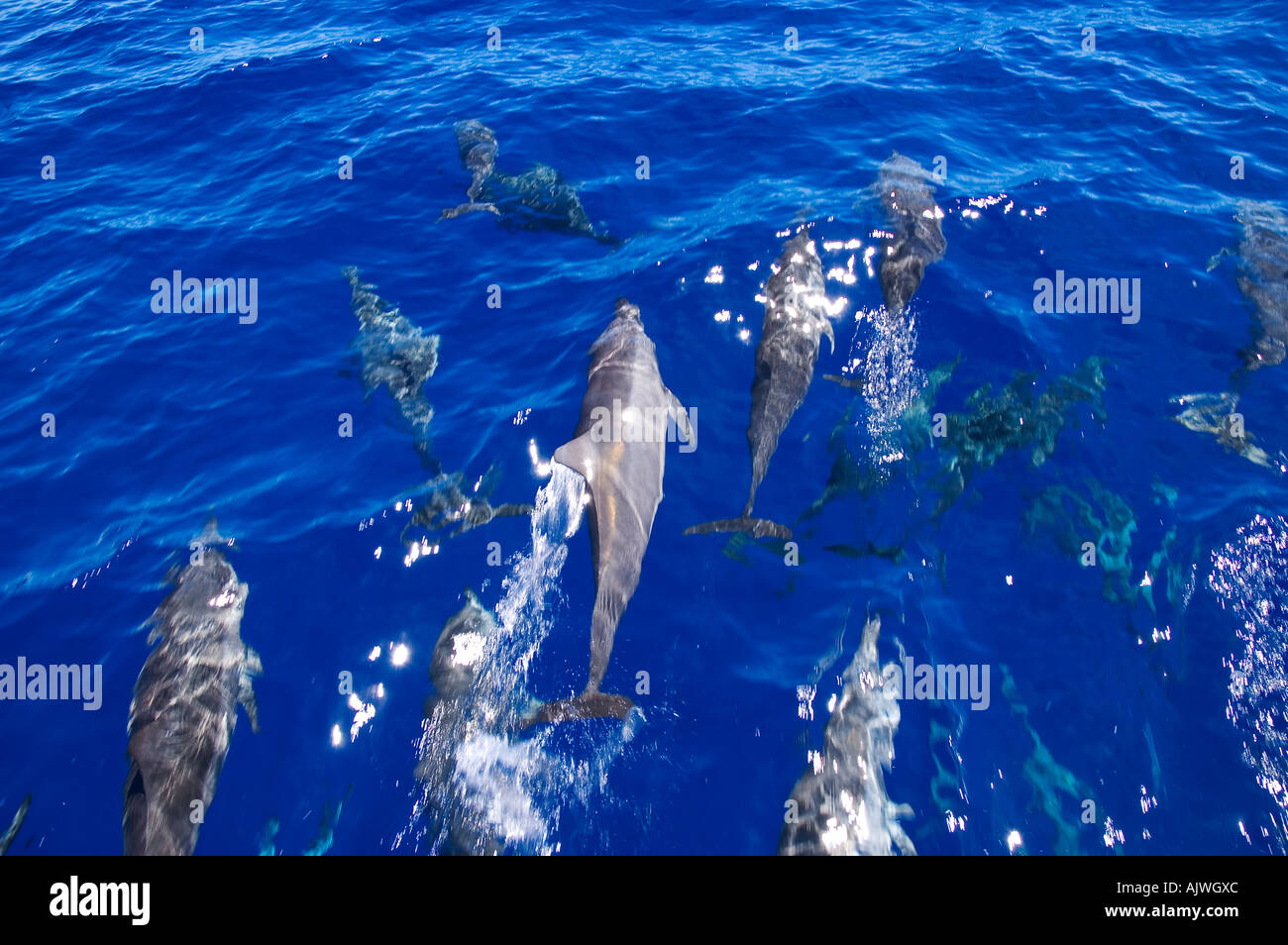 Spinner Dolphins Stenella longirostris bow riding Yap Micronesia ...