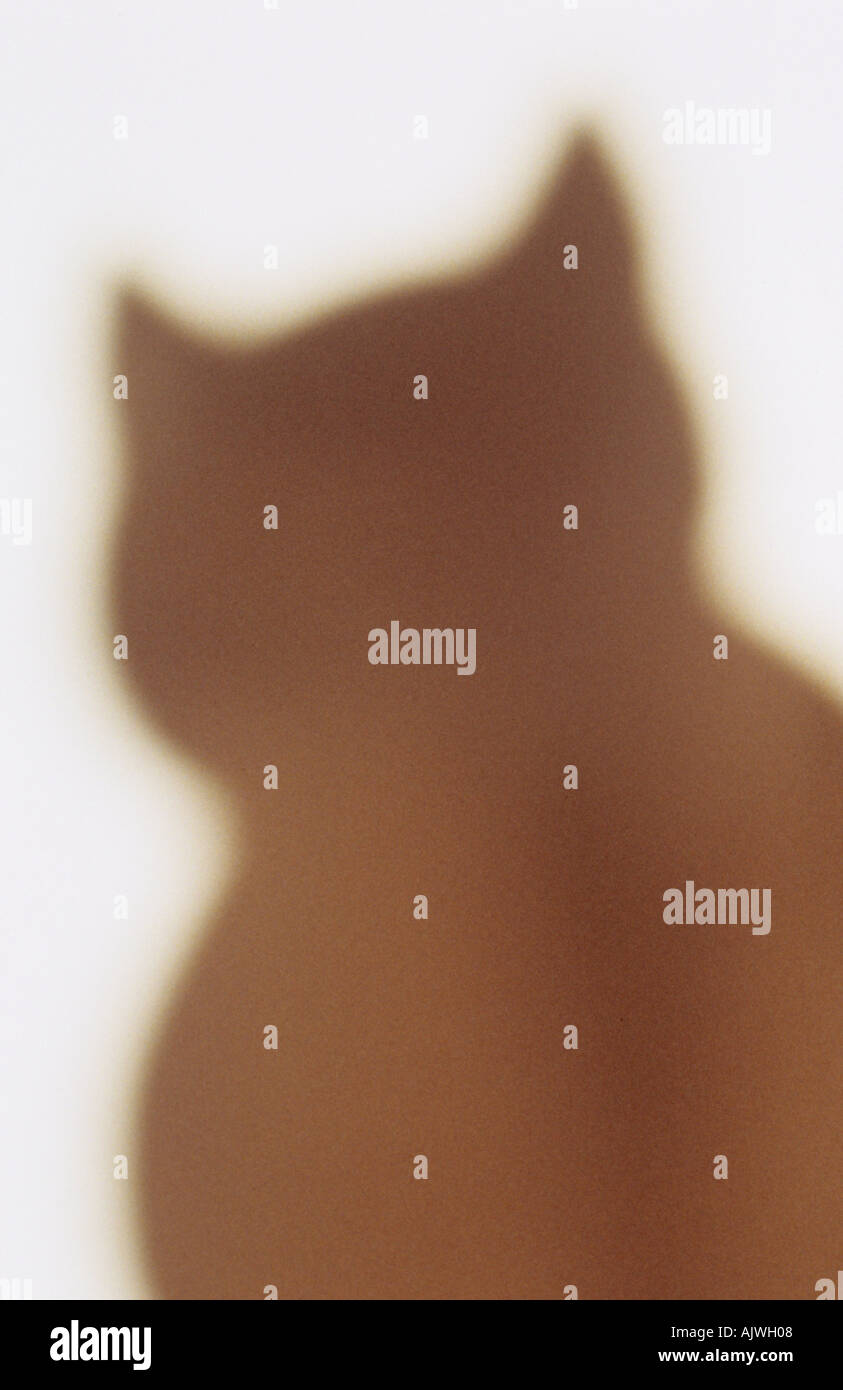 Shadow of a fat cats head and chest against a white wall Stock Photo ...