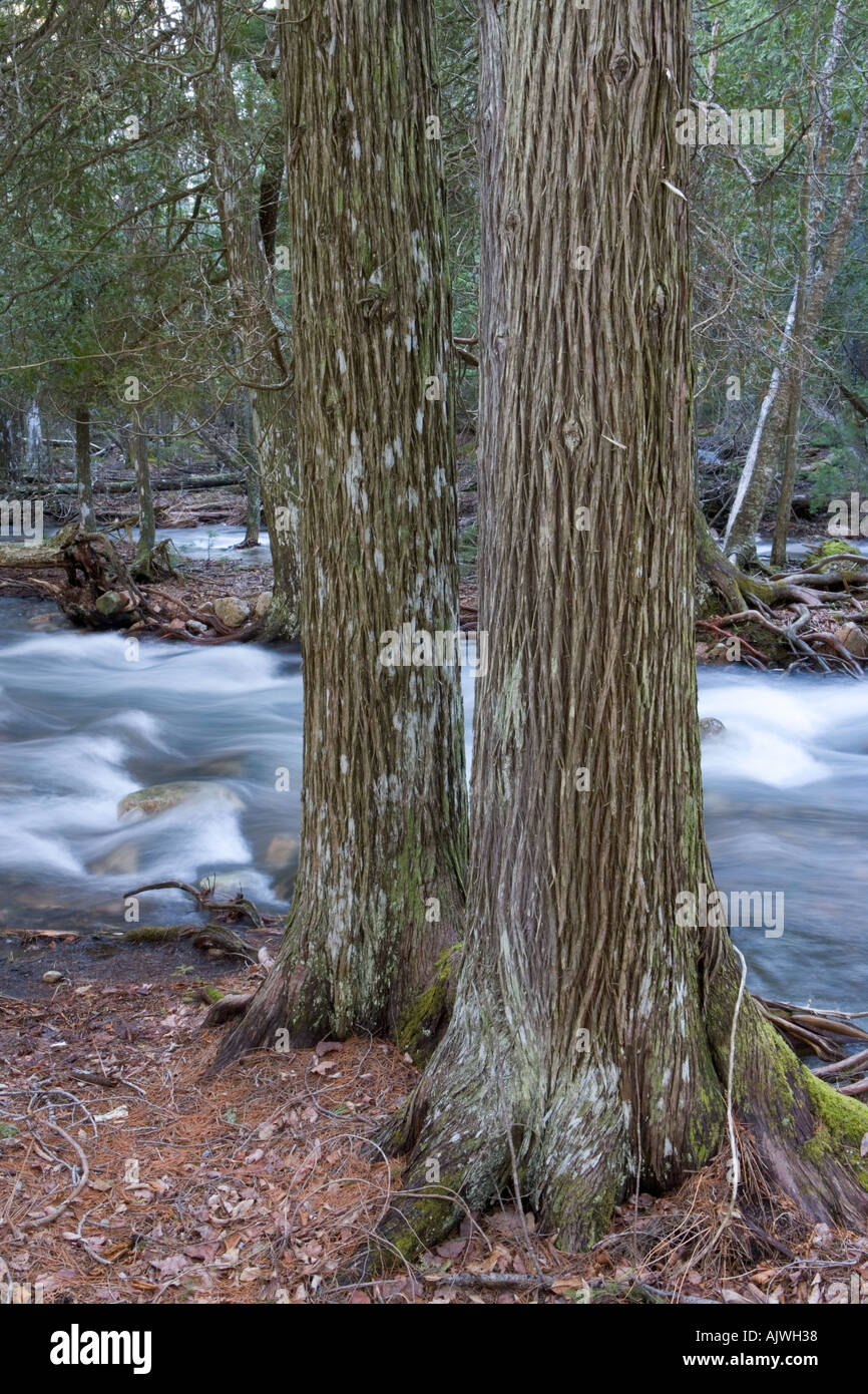 Jordan Stream after heavy rains in spring Acadia National Park in Maine ...