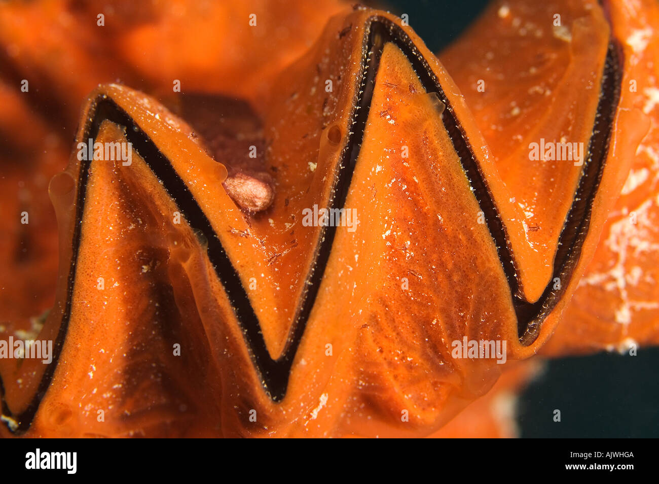 Carmia hi-res stock photography and images - Alamy
