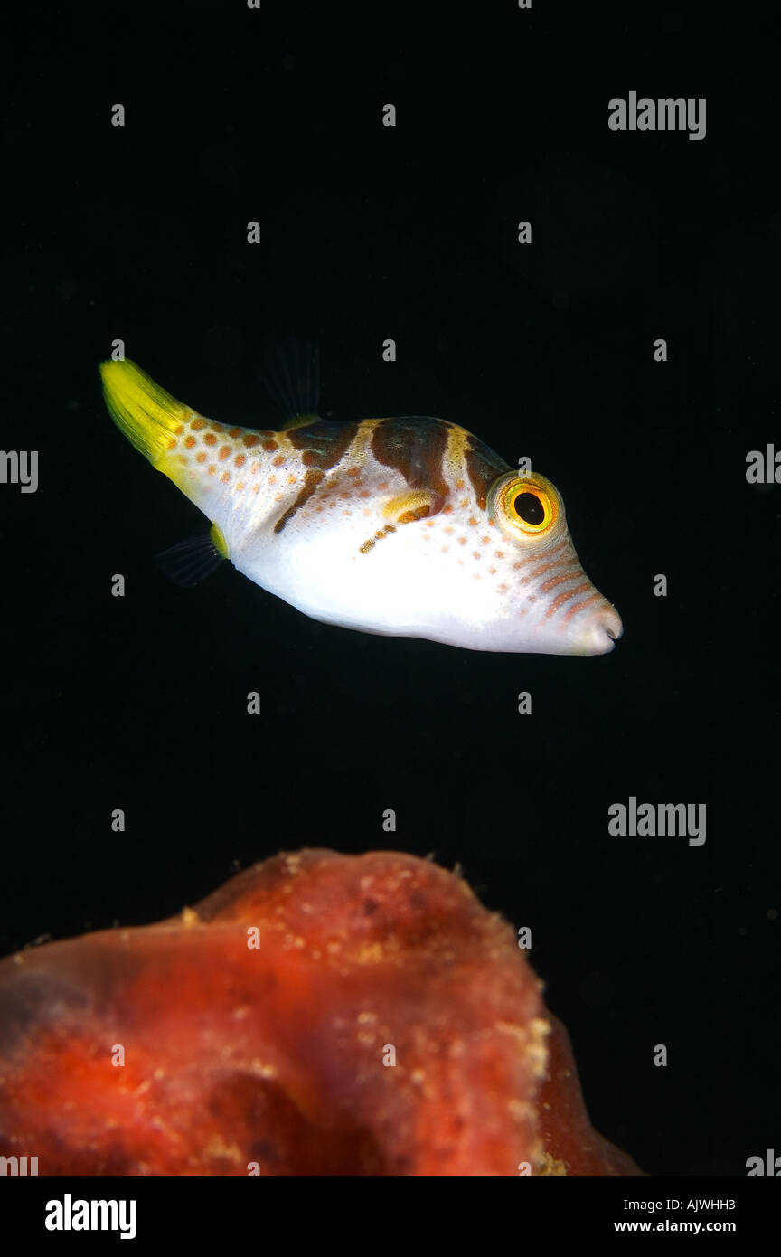 Black spot puffer fish hi-res stock photography and images - Alamy