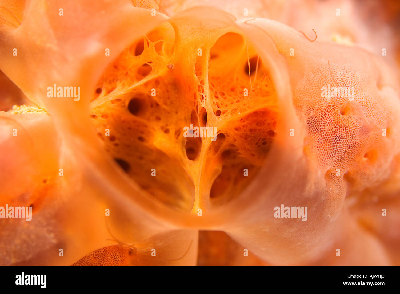 Encrusting sponge Clathria plinthina Yap Micronesia Pacific Ocean Stock ...