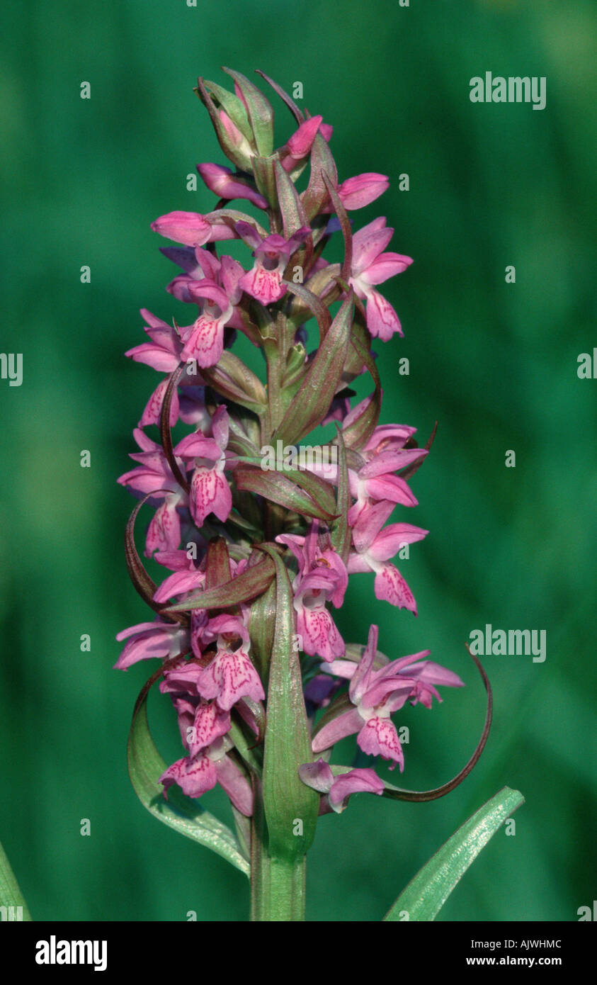 Early Marsh Orchid Stock Photo - Alamy