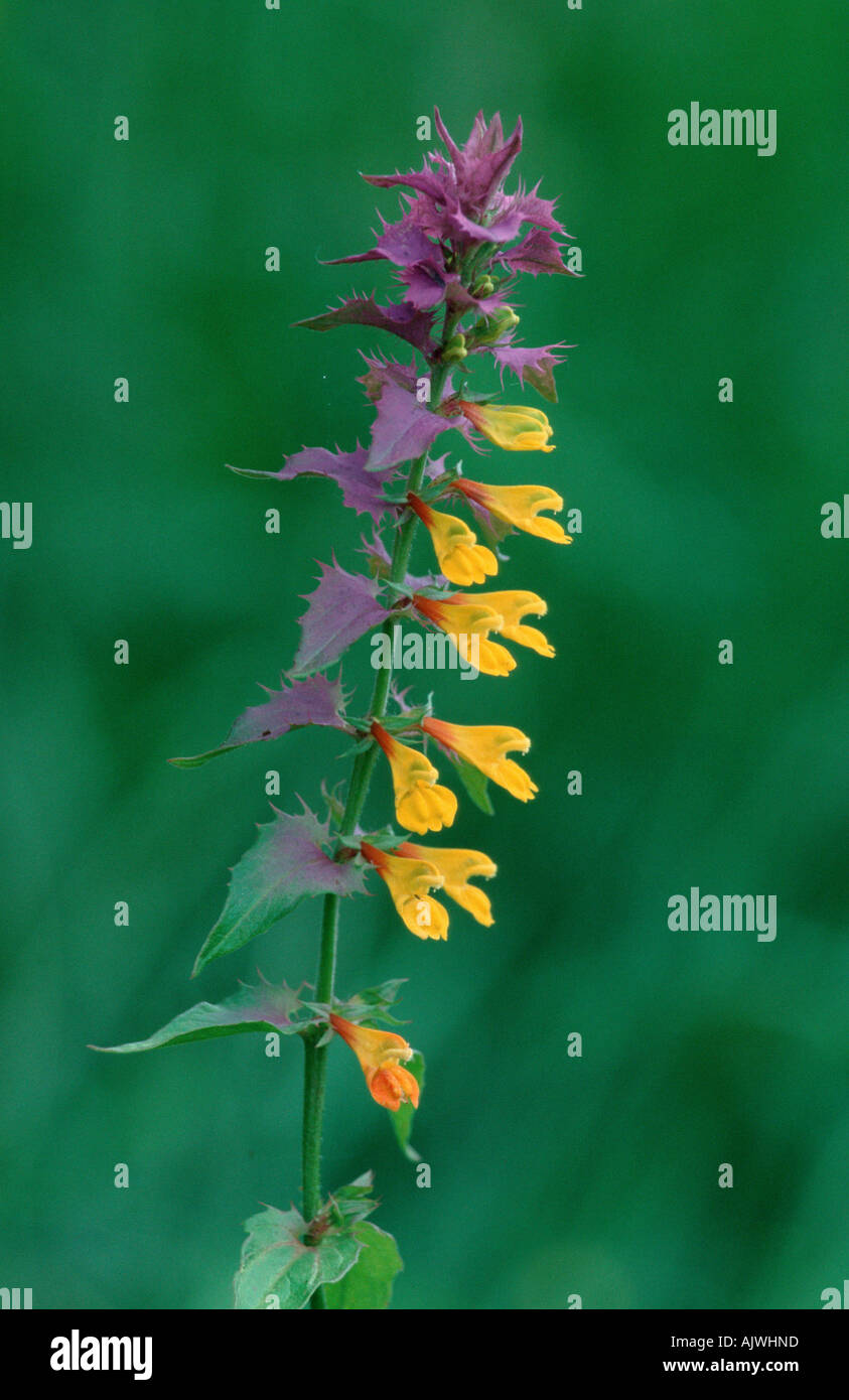 Cow wheat melampyrum nemorosum hi-res stock photography and images - Alamy