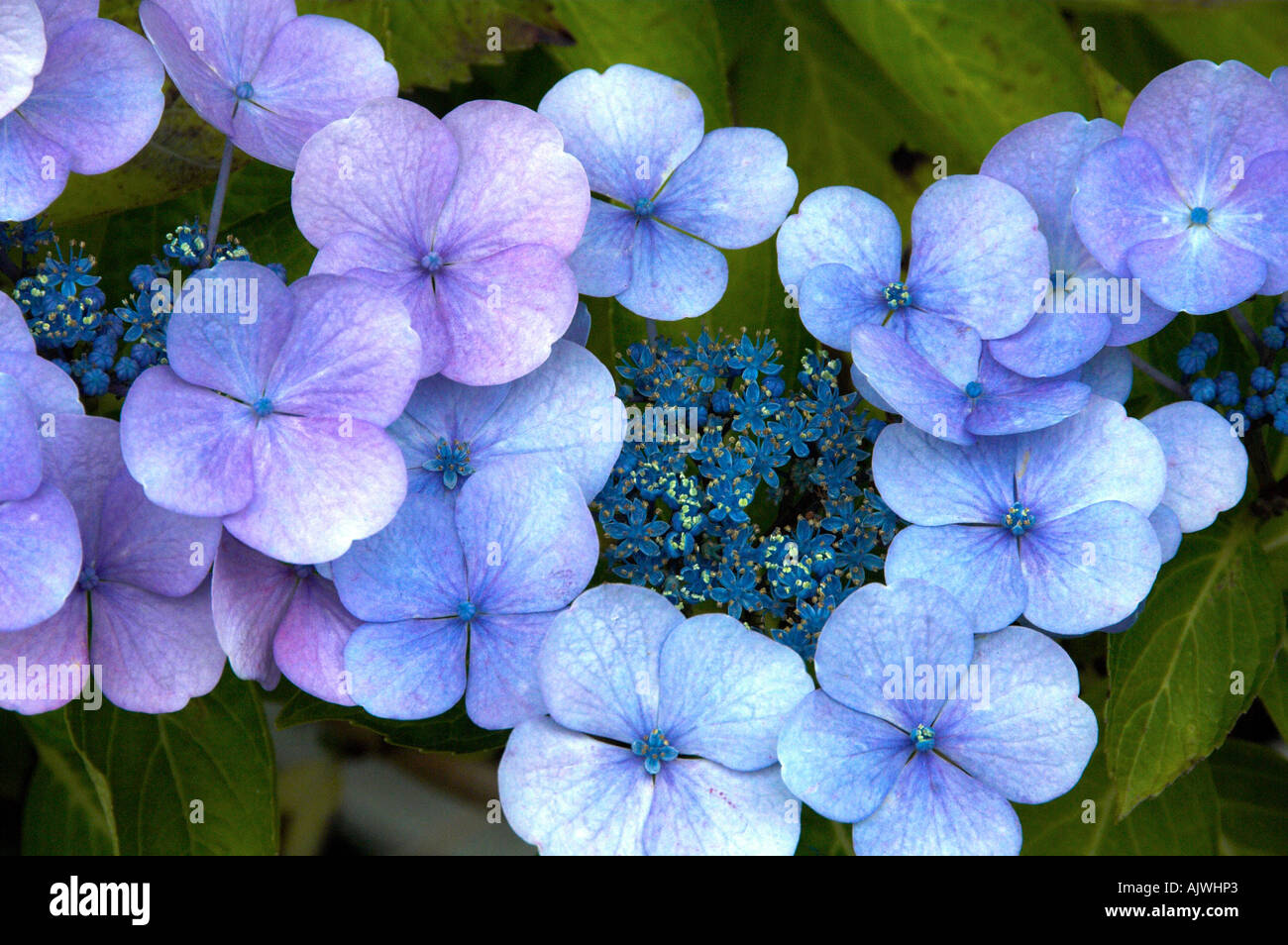Blue Lacecap Hydrangea Stock Photo - Alamy