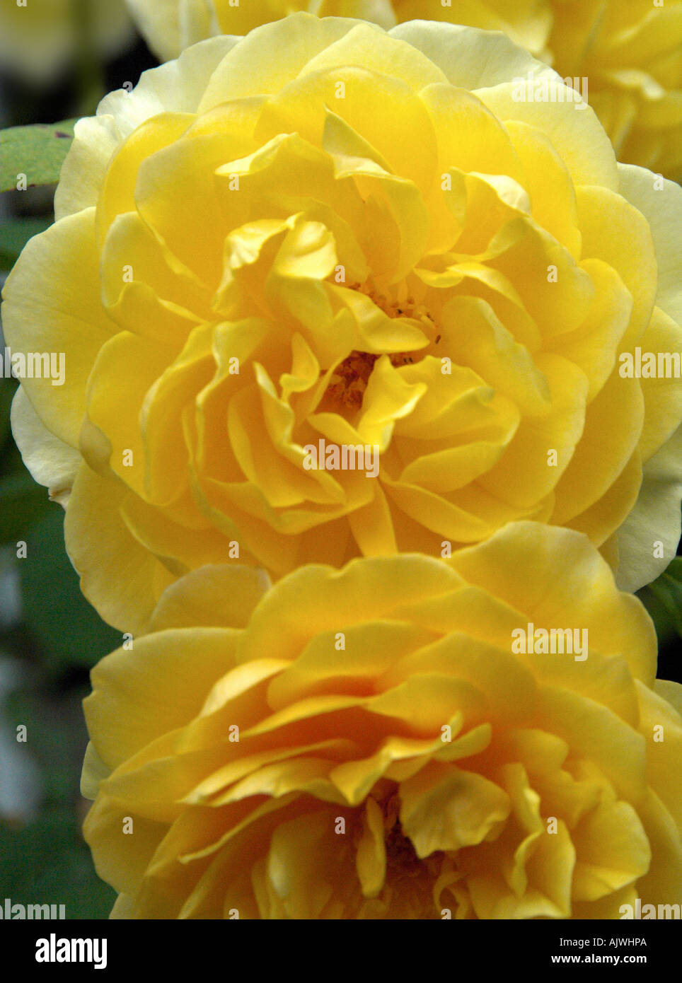 Rose Graham Thomas Stock Photo - Alamy