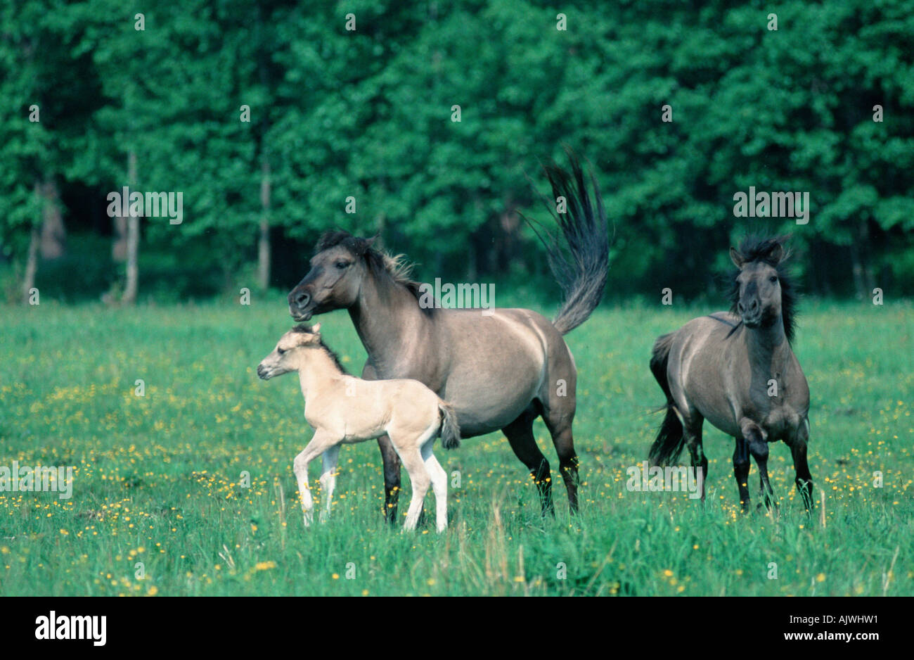 Tarpan stallion hi-res stock photography and images - Alamy