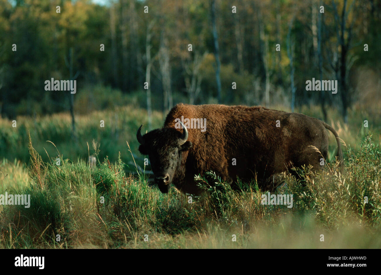 Wood buffalo national park alberta hi-res stock photography and images ...