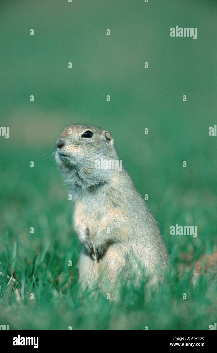 Richardson's Ground Squirrel Stock Photo - Alamy