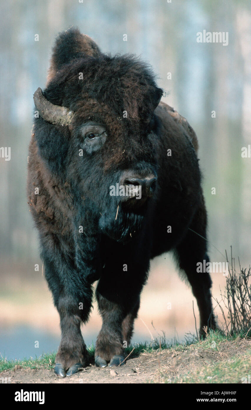 Wood Buffalo / Wood Bison Stock Photo - Alamy