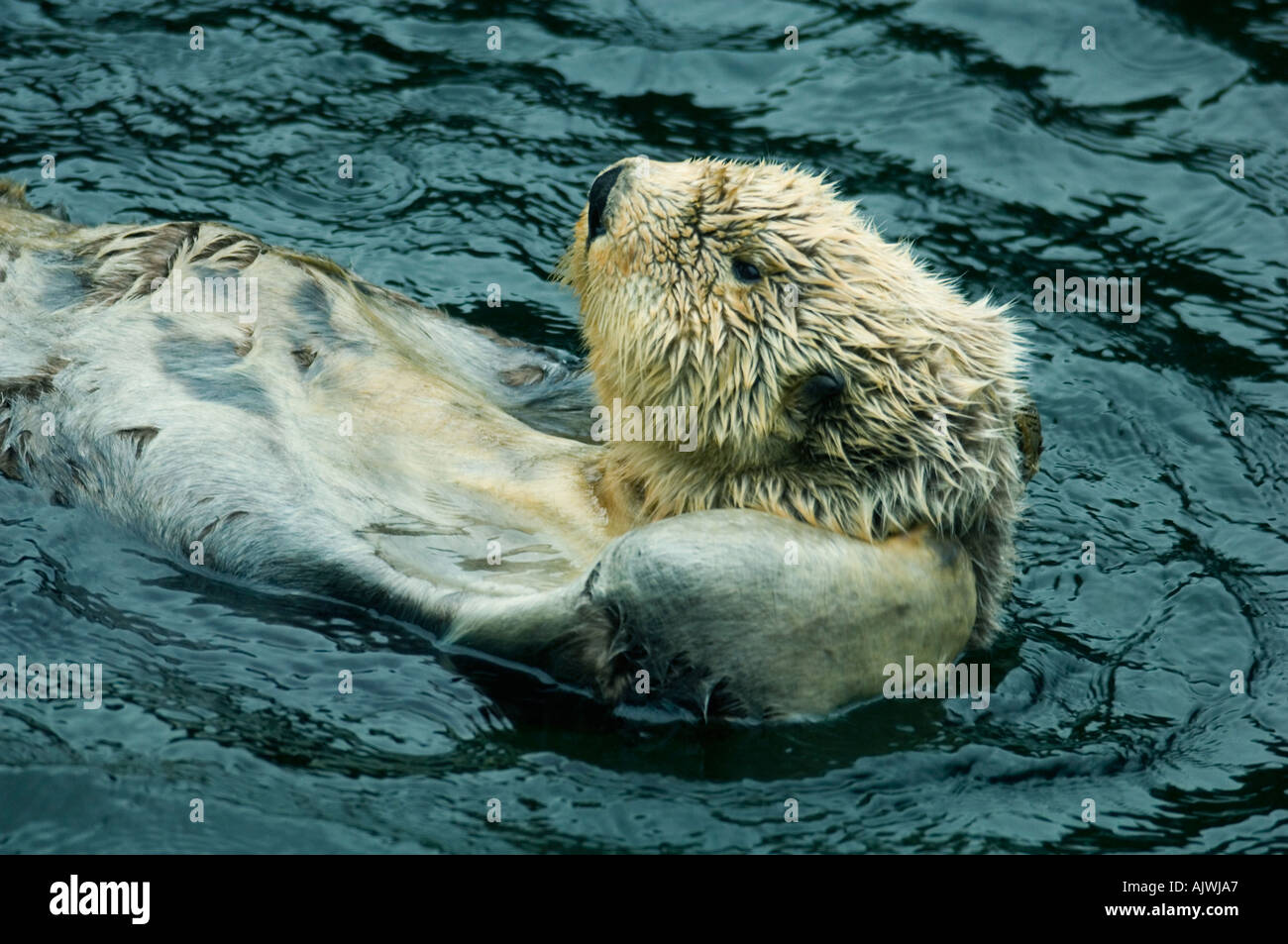 SEA OTTER (Enhydra lutris) CAPTIVE Pacific Coast USA Stock Photo - Alamy