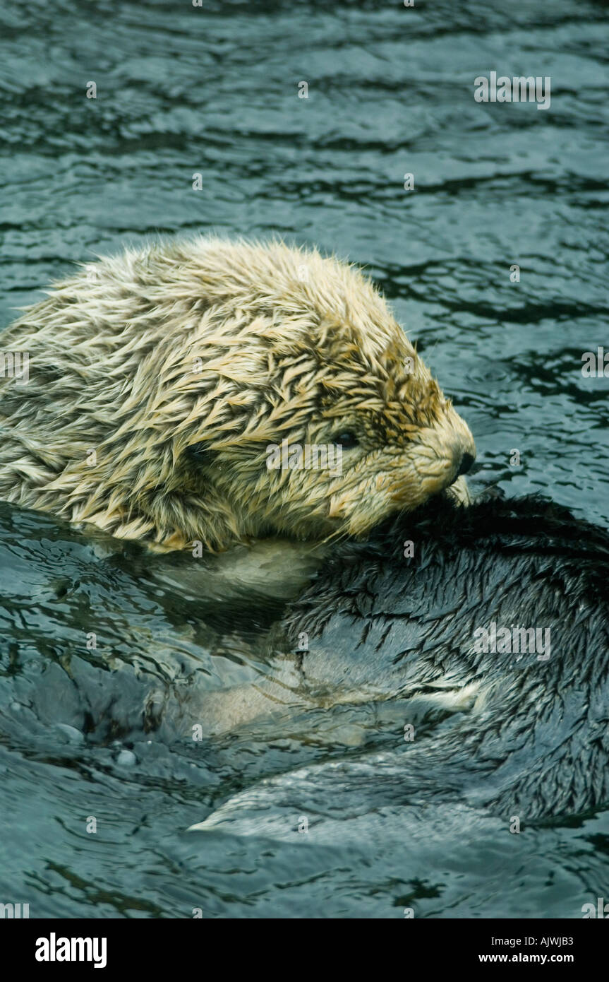 SEA OTTER (Enhydra lutris) CAPTIVE, Pacific Coast USA Stock Photo - Alamy