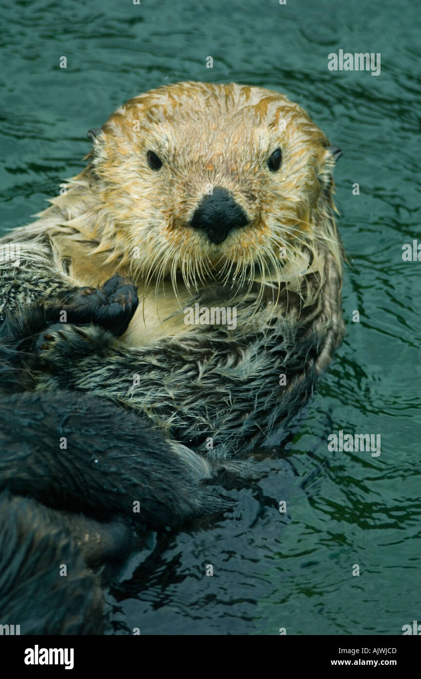 SEA OTTER (Enhydra lutris) CAPTIVE, Pacific Coast USA Stock Photo - Alamy