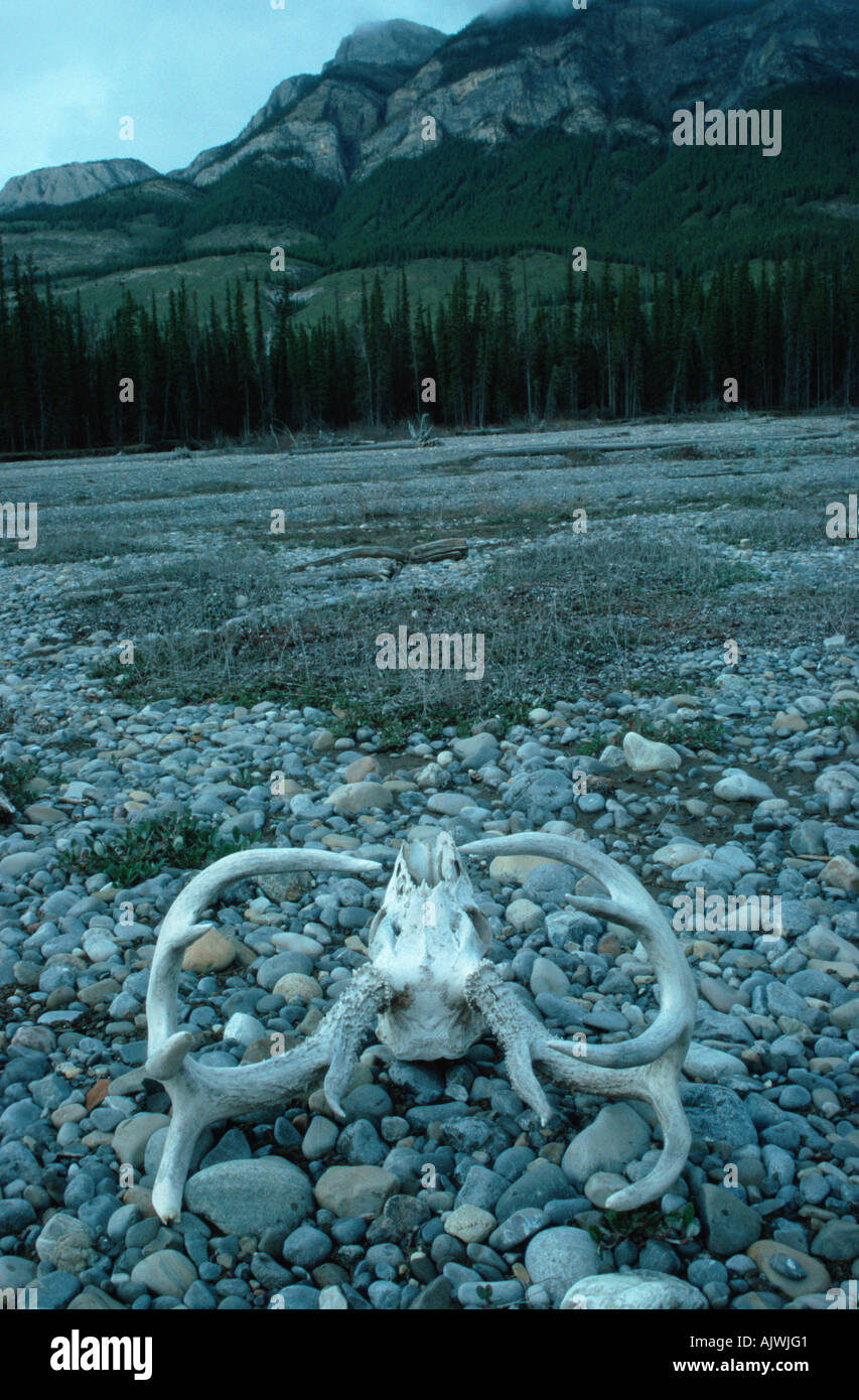 Mule Deer skull Stock Photo - Alamy