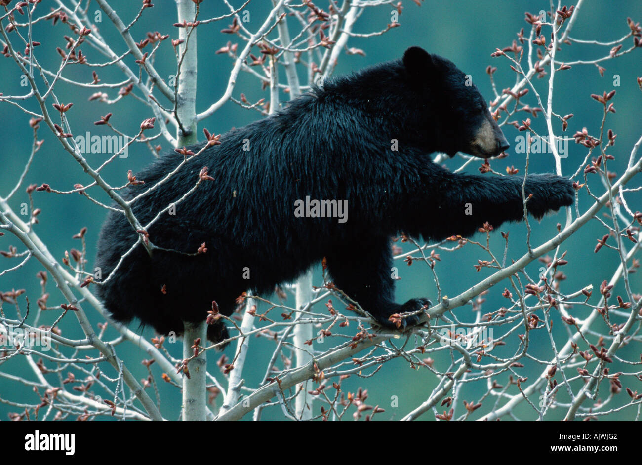 Aspen black bear hi-res stock photography and images - Alamy