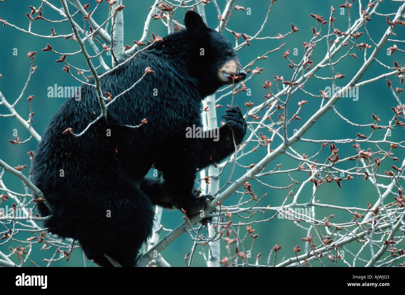 Aspen black bear hi-res stock photography and images - Alamy