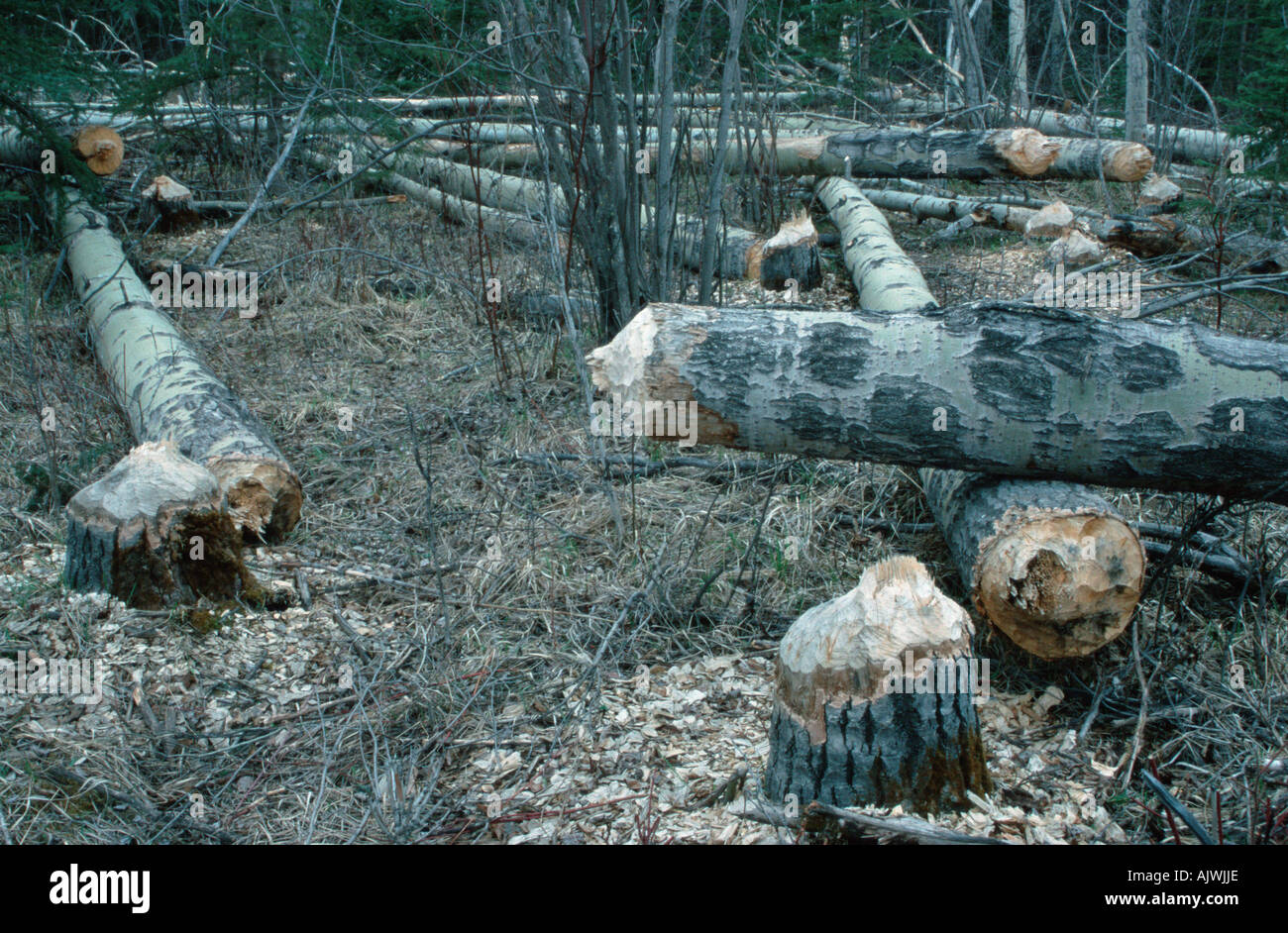 Aspen cut down by beaver Stock Photo - Alamy
