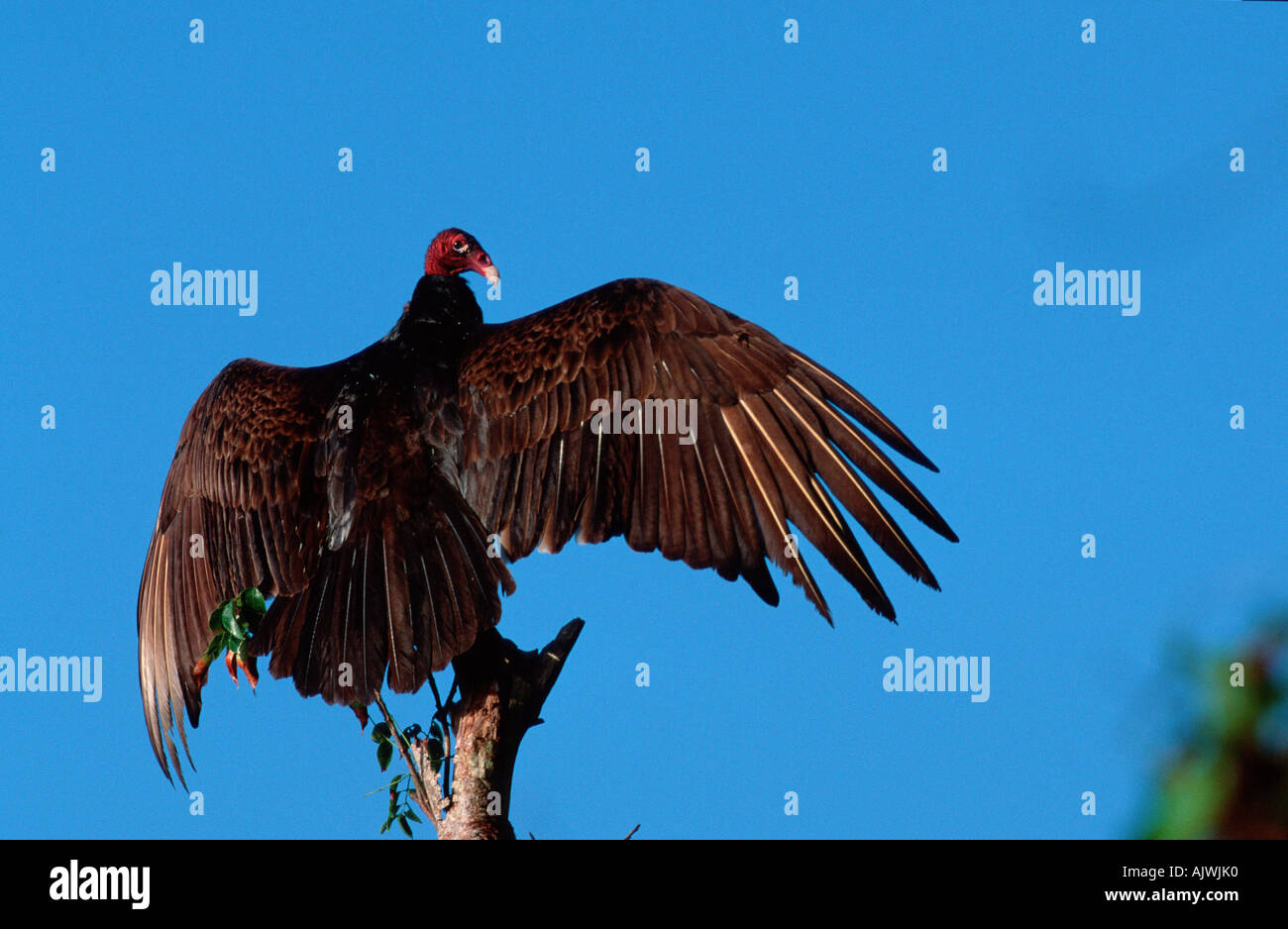 Florida everglades usa north america turkey vulture vulture cathartes ...