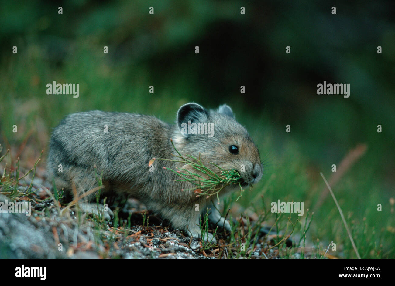 American pika food hi-res stock photography and images - Alamy