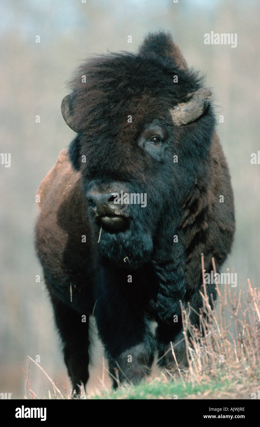 Wood buffalo national park alberta hi-res stock photography and images ...