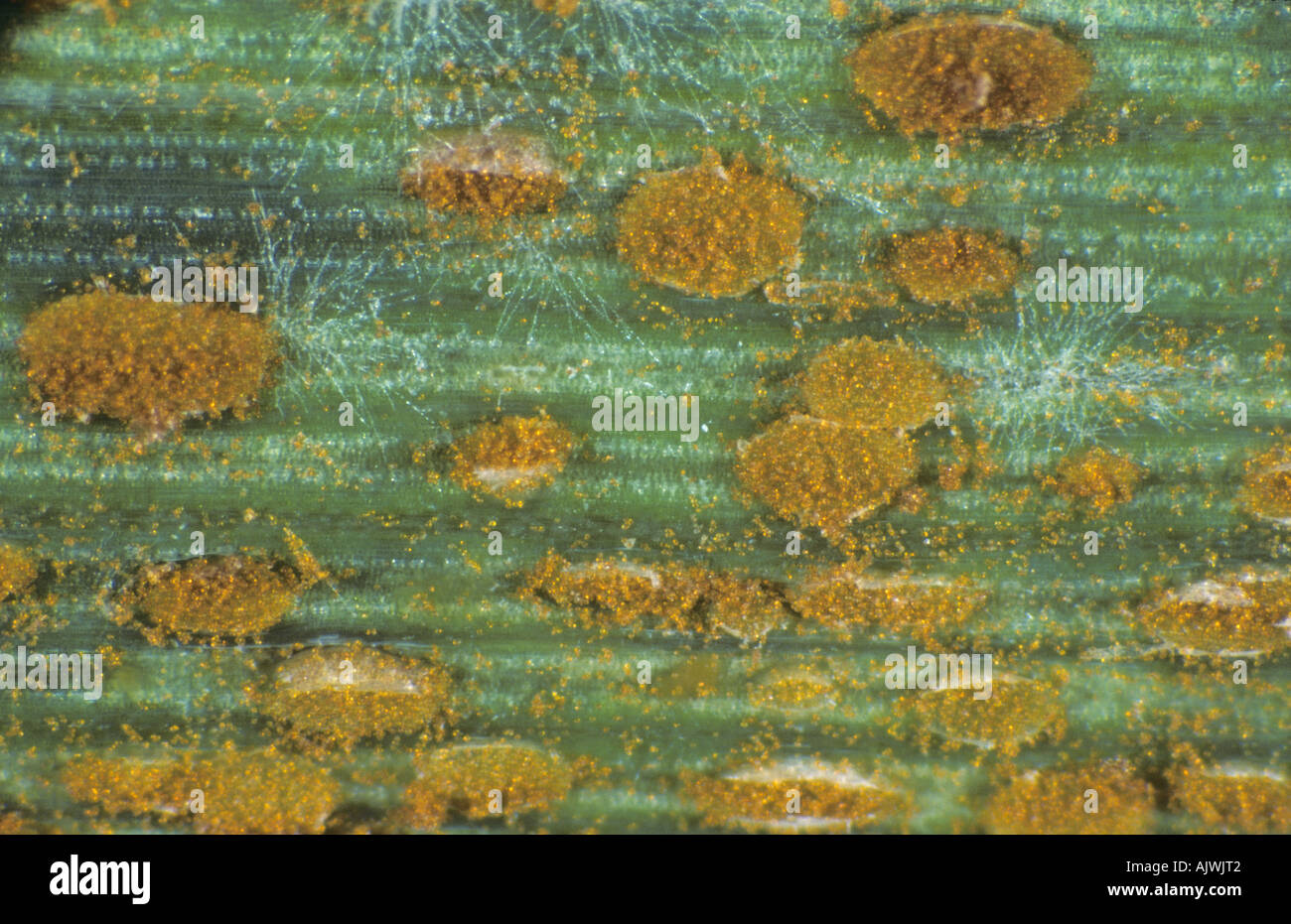 Brown rust (Puccinia triticina) pustules on a wheat leaf Stock Photo ...