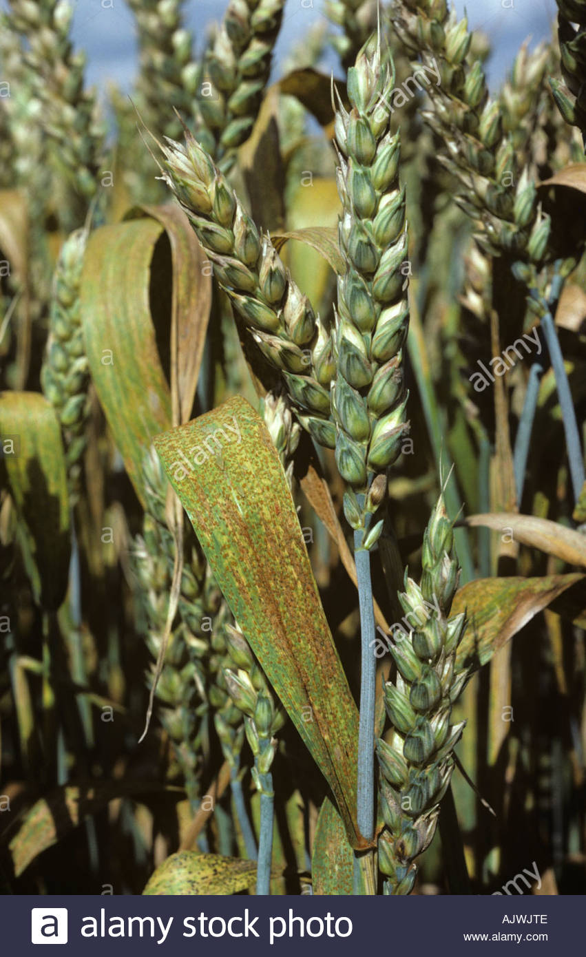 Pucciniaceae Stock Photos & Pucciniaceae Stock Images - Alamy