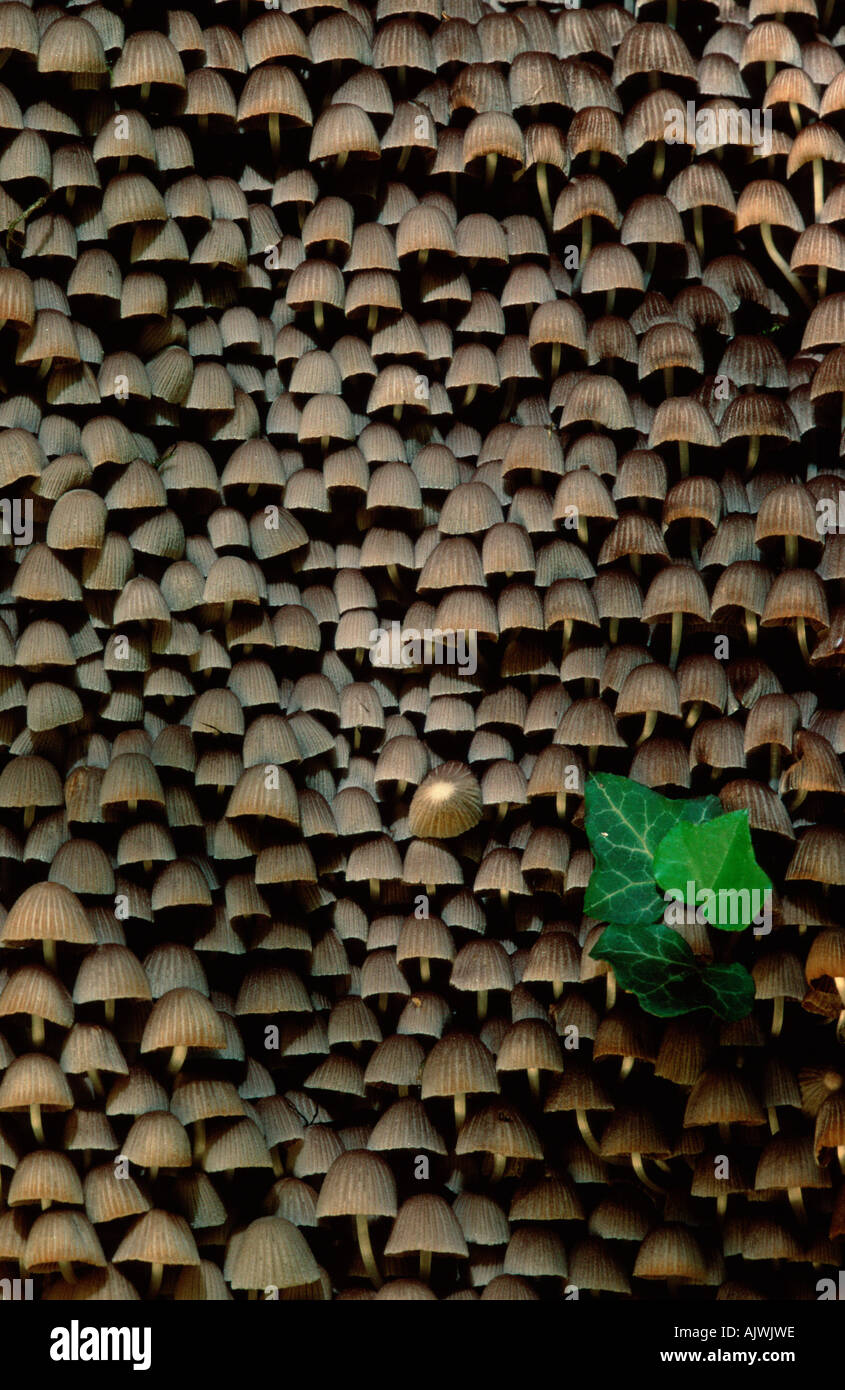 Fairies bonnets coprinus disseminatus hi-res stock photography and ...
