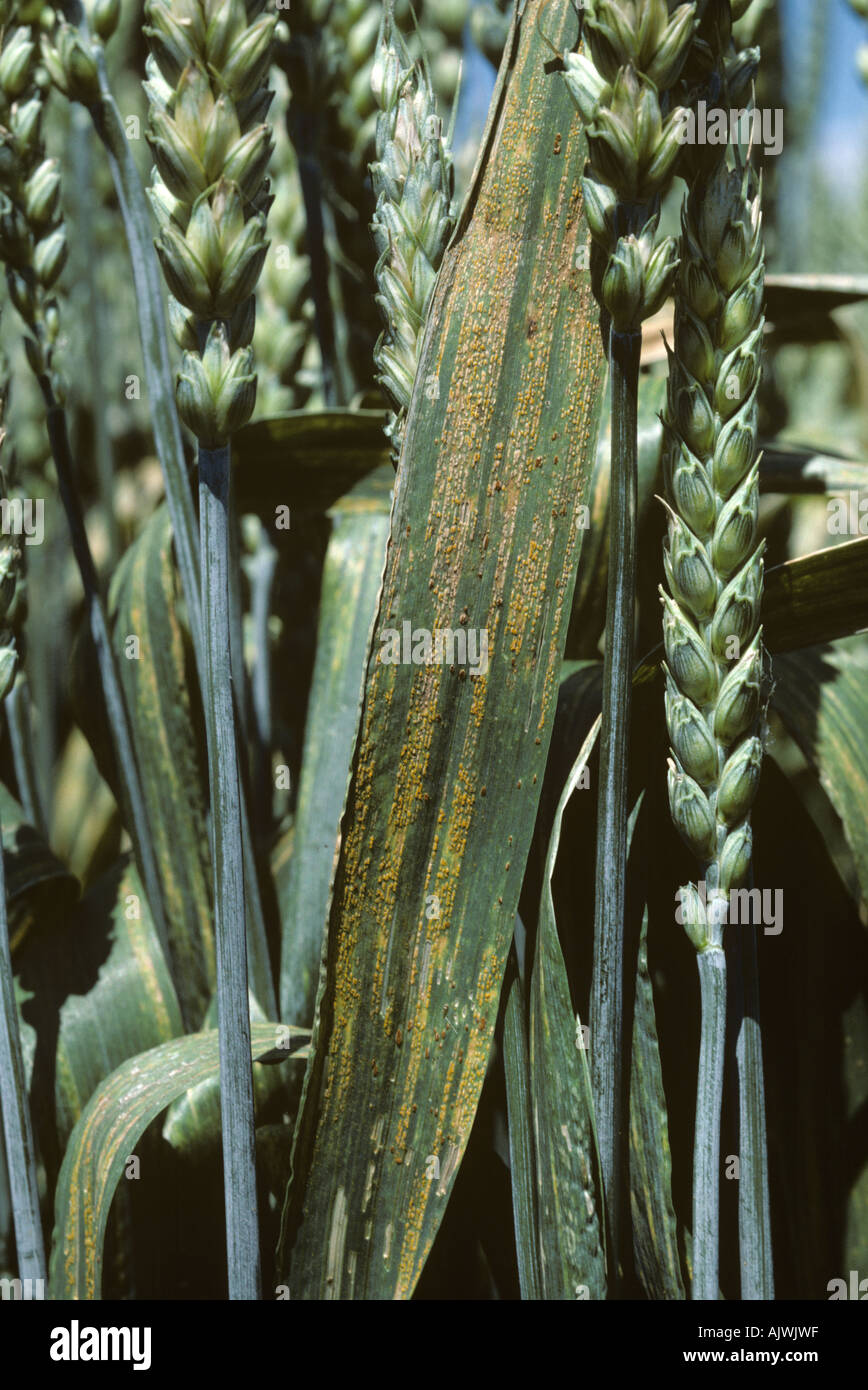 Stripe or yellow rust Puccinia striiformis infection on wheat ...