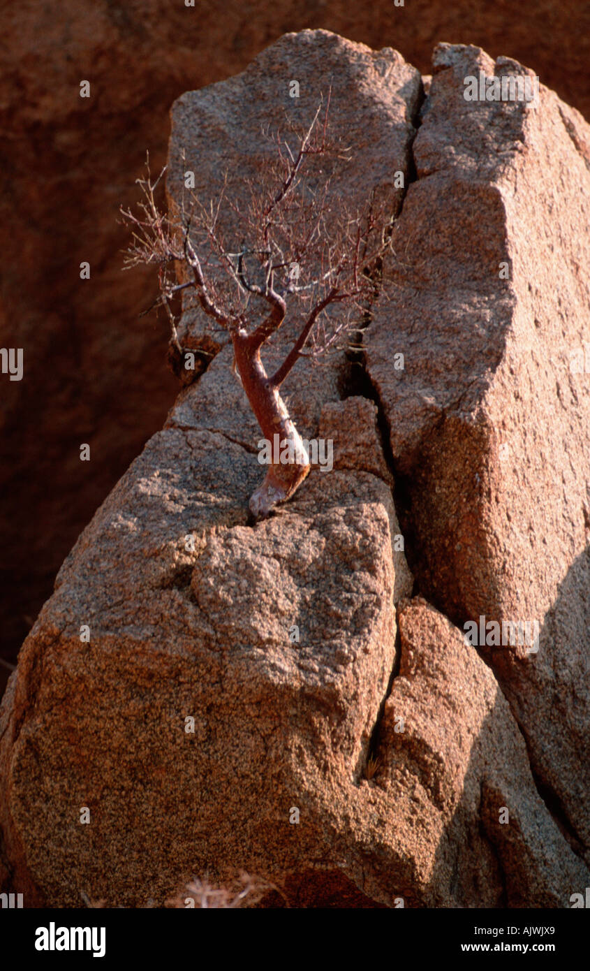 Tree growing on rocks Stock Photo - Alamy