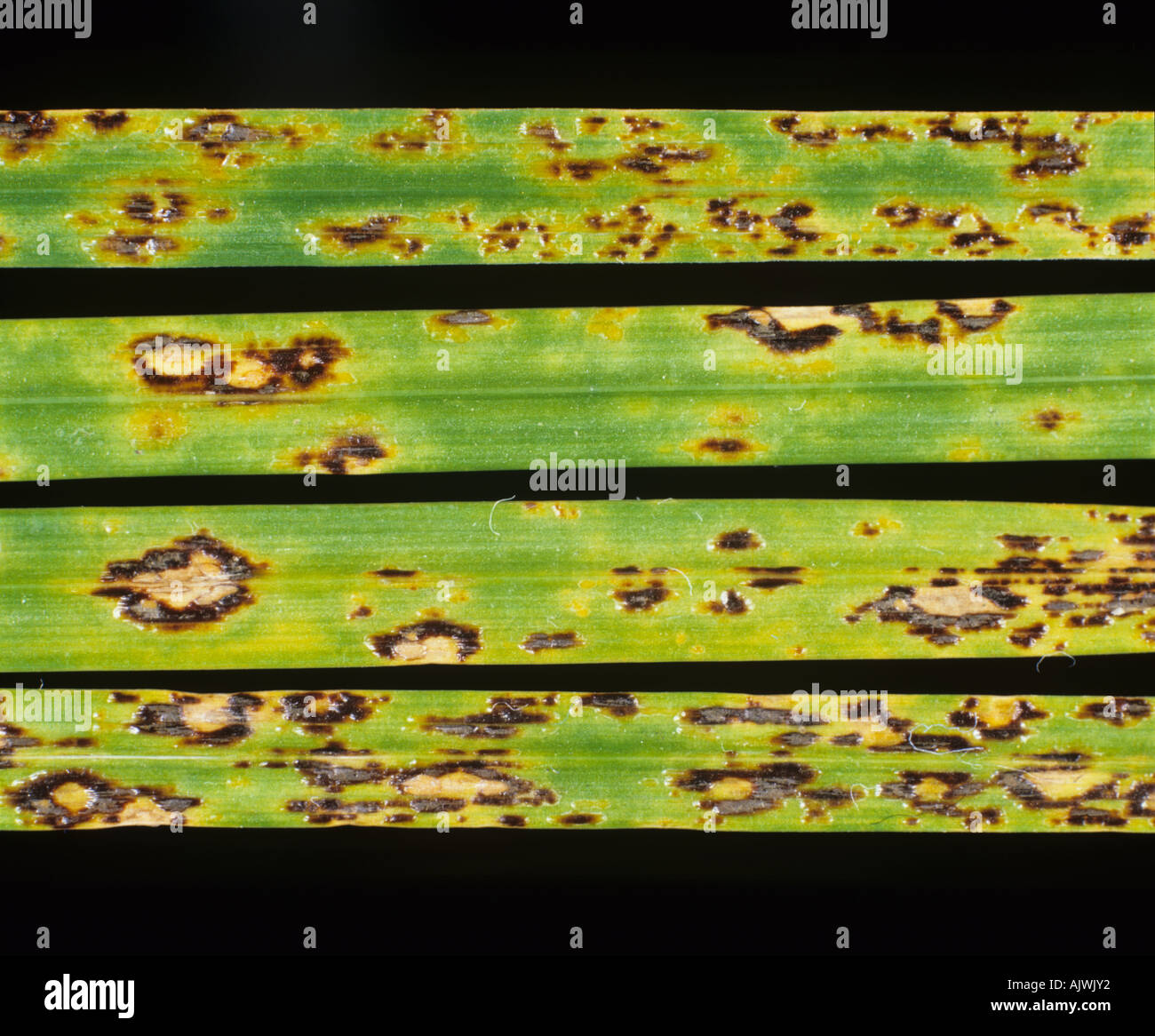 Phyllachora High Resolution Stock Photography and Images - Alamy