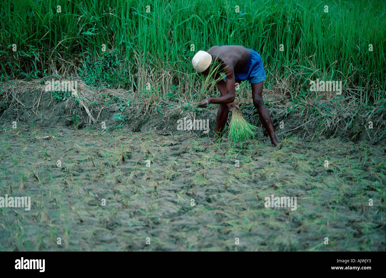Man planting Rice Stock Photo - Alamy