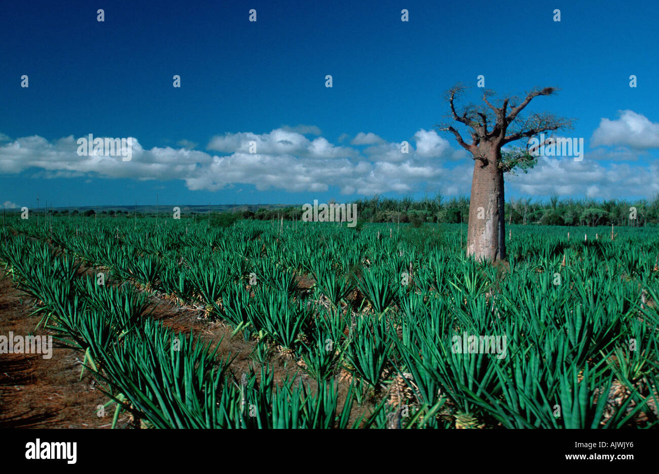 Sisal agave sisalana plantation hi-res stock photography and images - Alamy