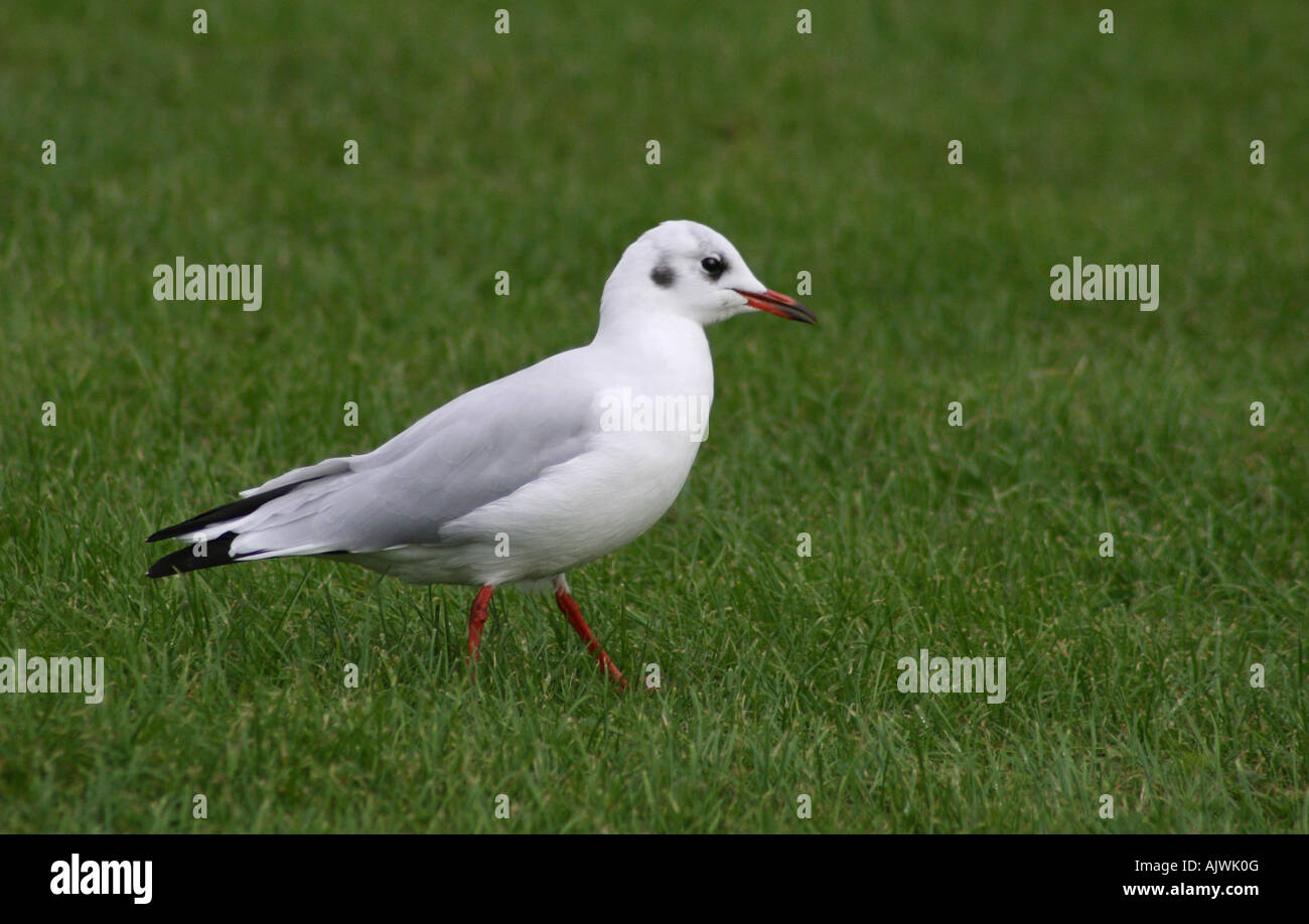 During the breeding season the Black Headed Gull has a dark brown head ...
