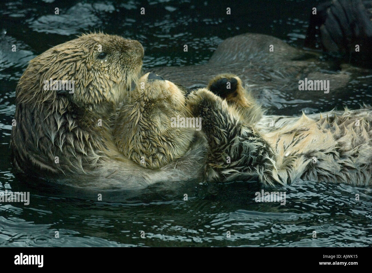 SEA OTTER (Enhydra lutris) CAPTIVE Pacific Coast USA Stock Photo - Alamy