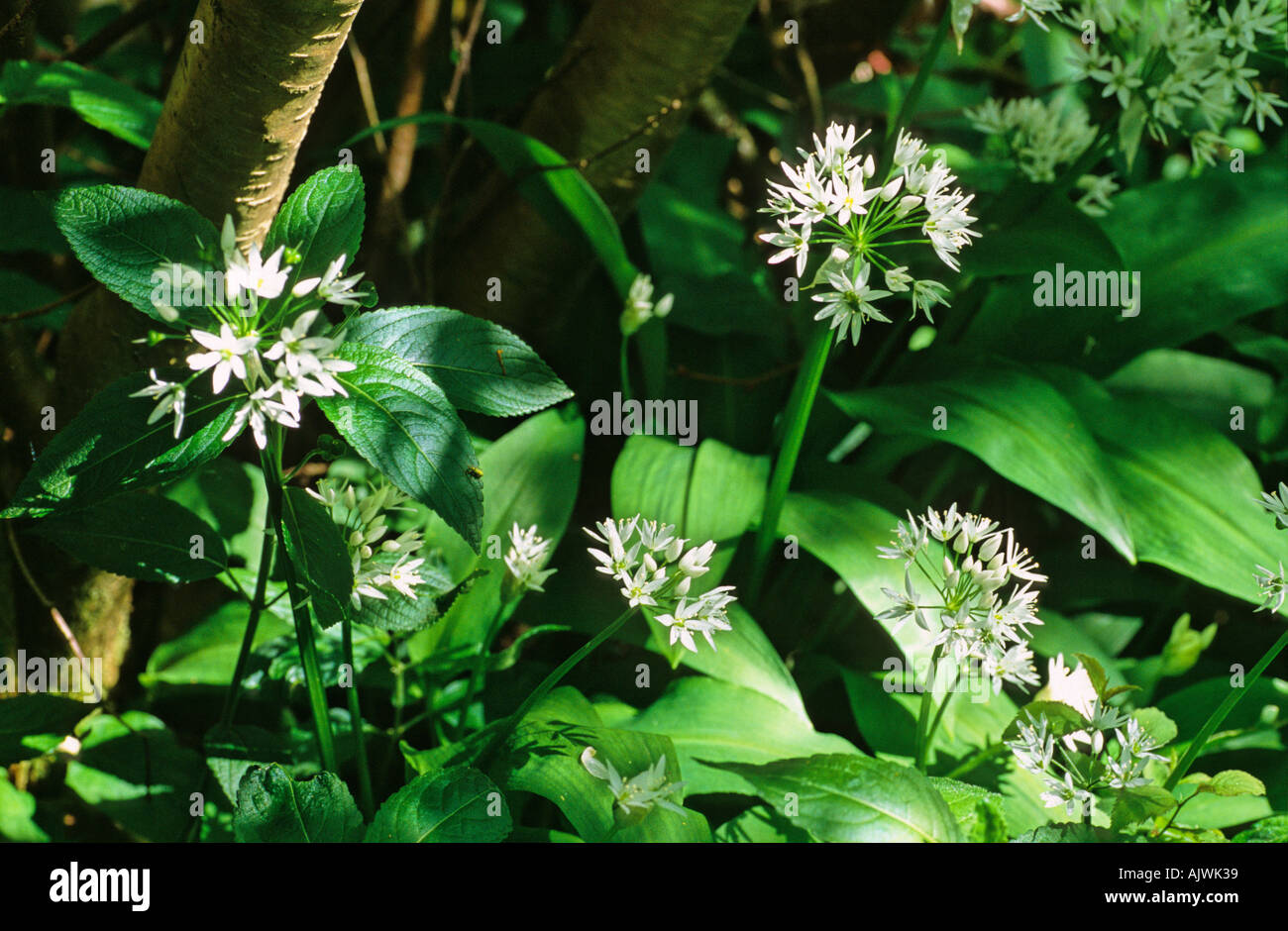 Ramson bulb hi-res stock photography and images - Alamy