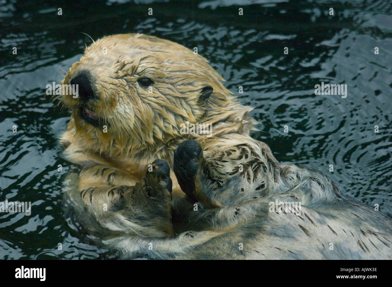 SEA OTTER (Enhydra lutris) PACIFIC COAST Captive Stock Photo - Alamy