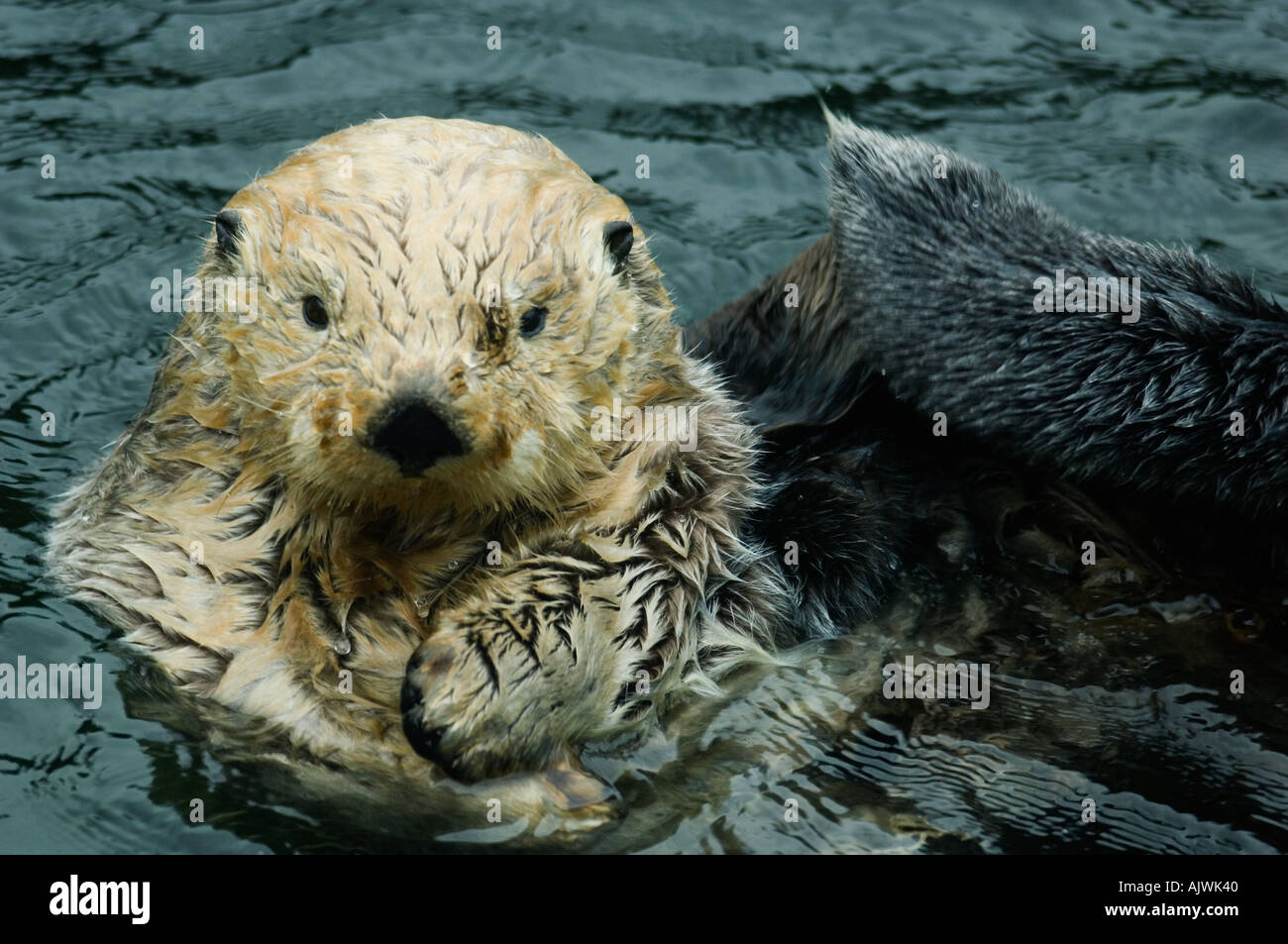 SEA OTTER (Enhydra lutris) PACIFIC COAST Captive Stock Photo - Alamy