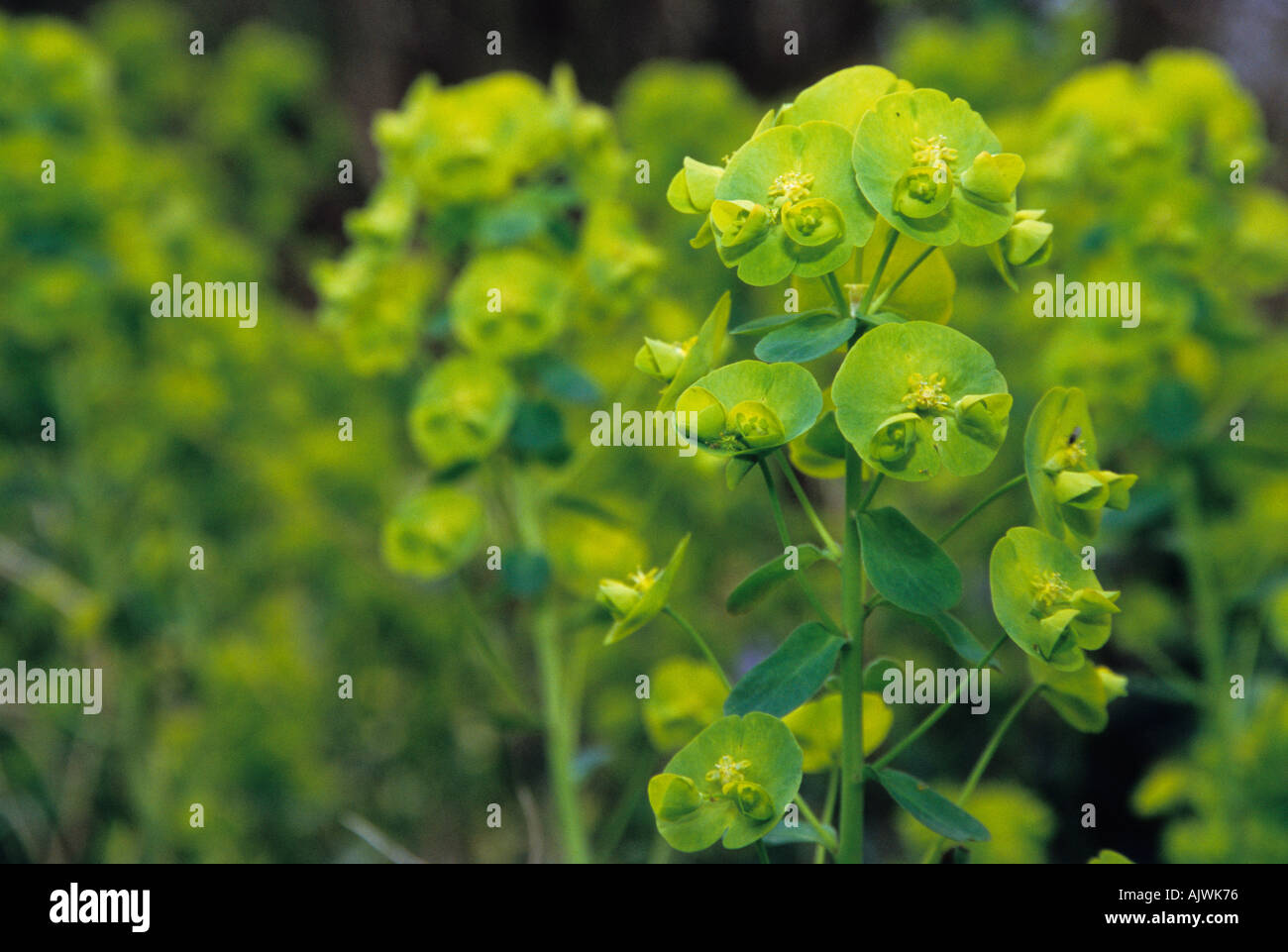 Flowering wood spurge Euphorbia amygdaloides Stock Photo - Alamy