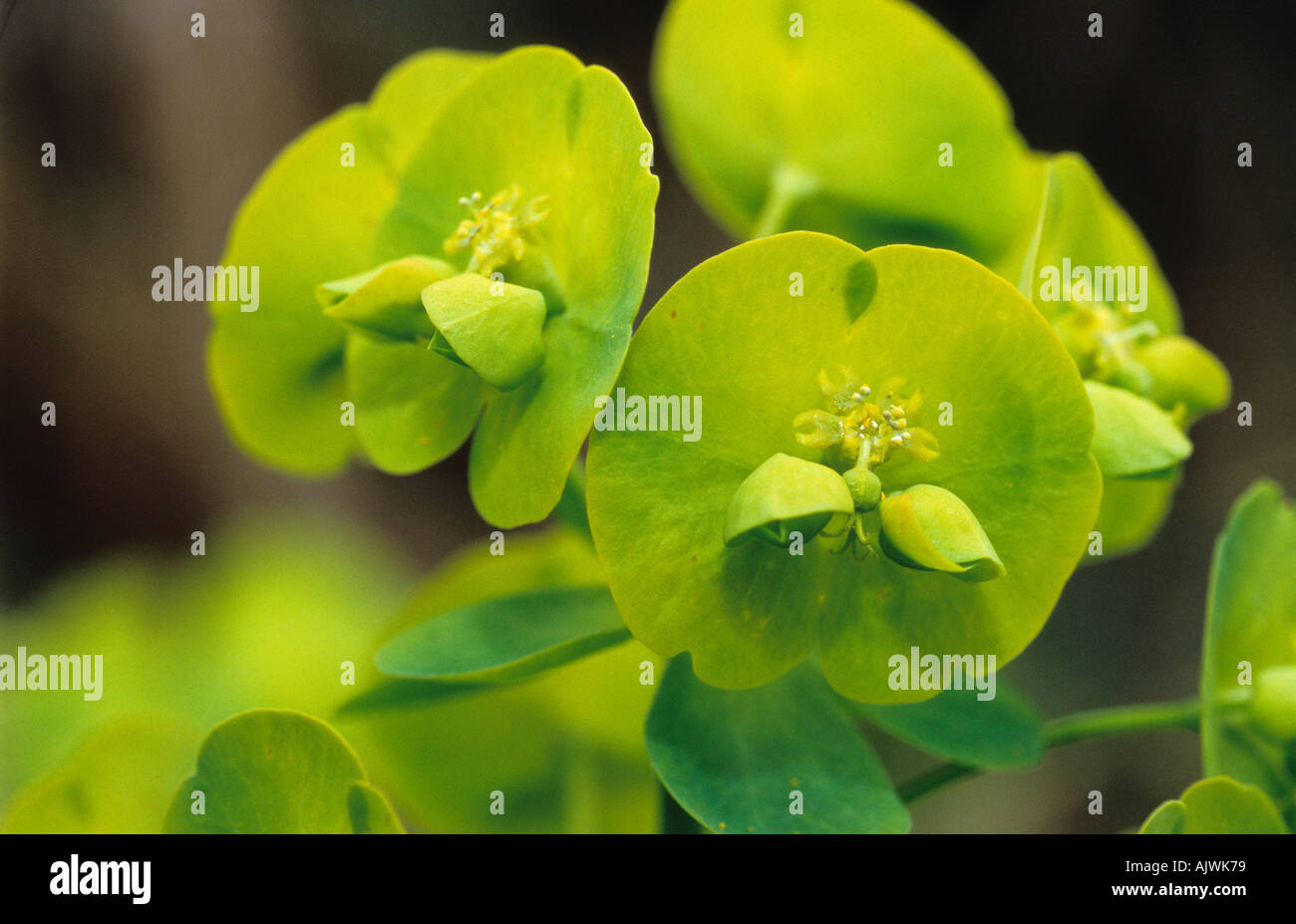 Flowering wood spurge Euphorbia amygdaloides Stock Photo - Alamy