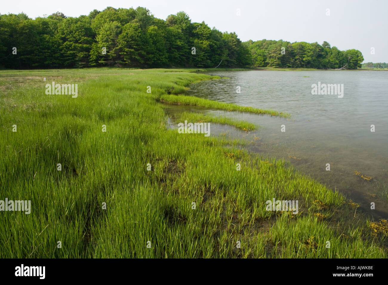 A tidal marsh in Marquoit Bay Brunswick Maine Stock Photo - Alamy