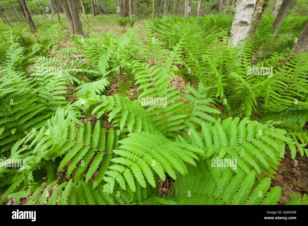 Ferns in the forest near Marquoit Bay in Brunswick Maine Stock Photo ...
