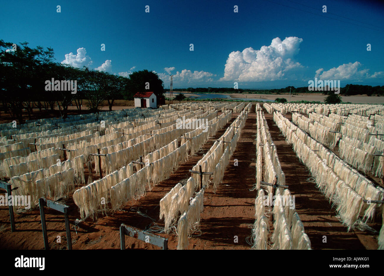 Sisal hemp hi-res stock photography and images - Alamy