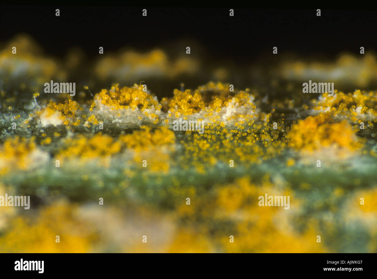 Rust pustules spores leaf fungi fungus hi-res stock photography and ...
