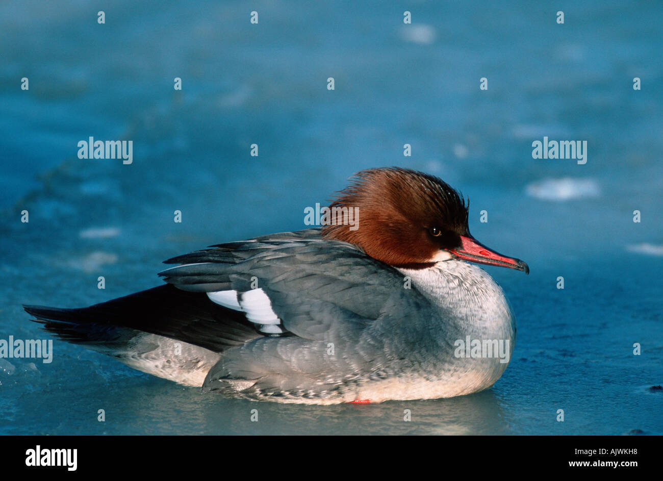 Common Merganser / Goosander Stock Photo - Alamy