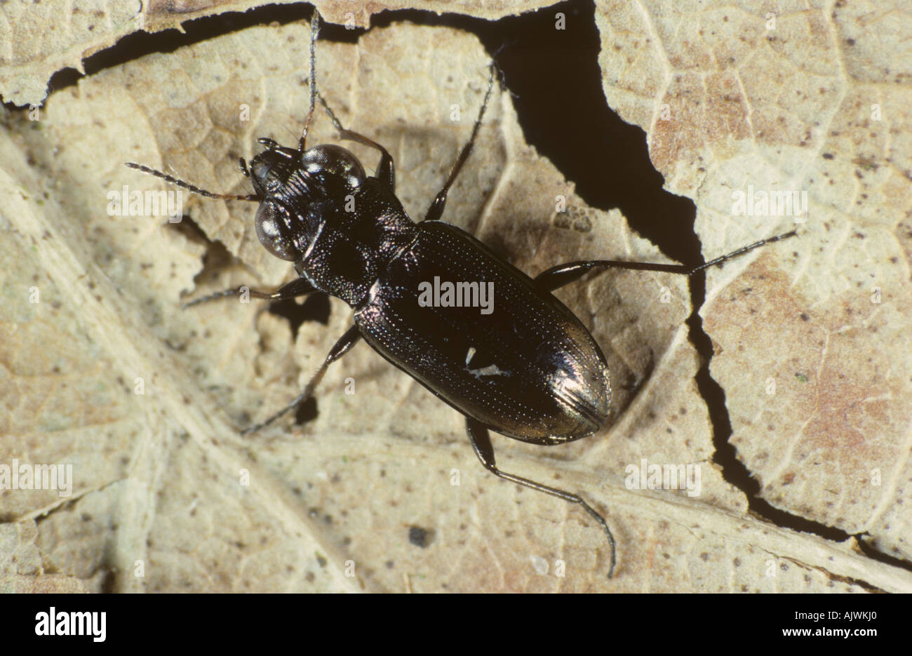 Predatory ground beetle hi-res stock photography and images - Alamy