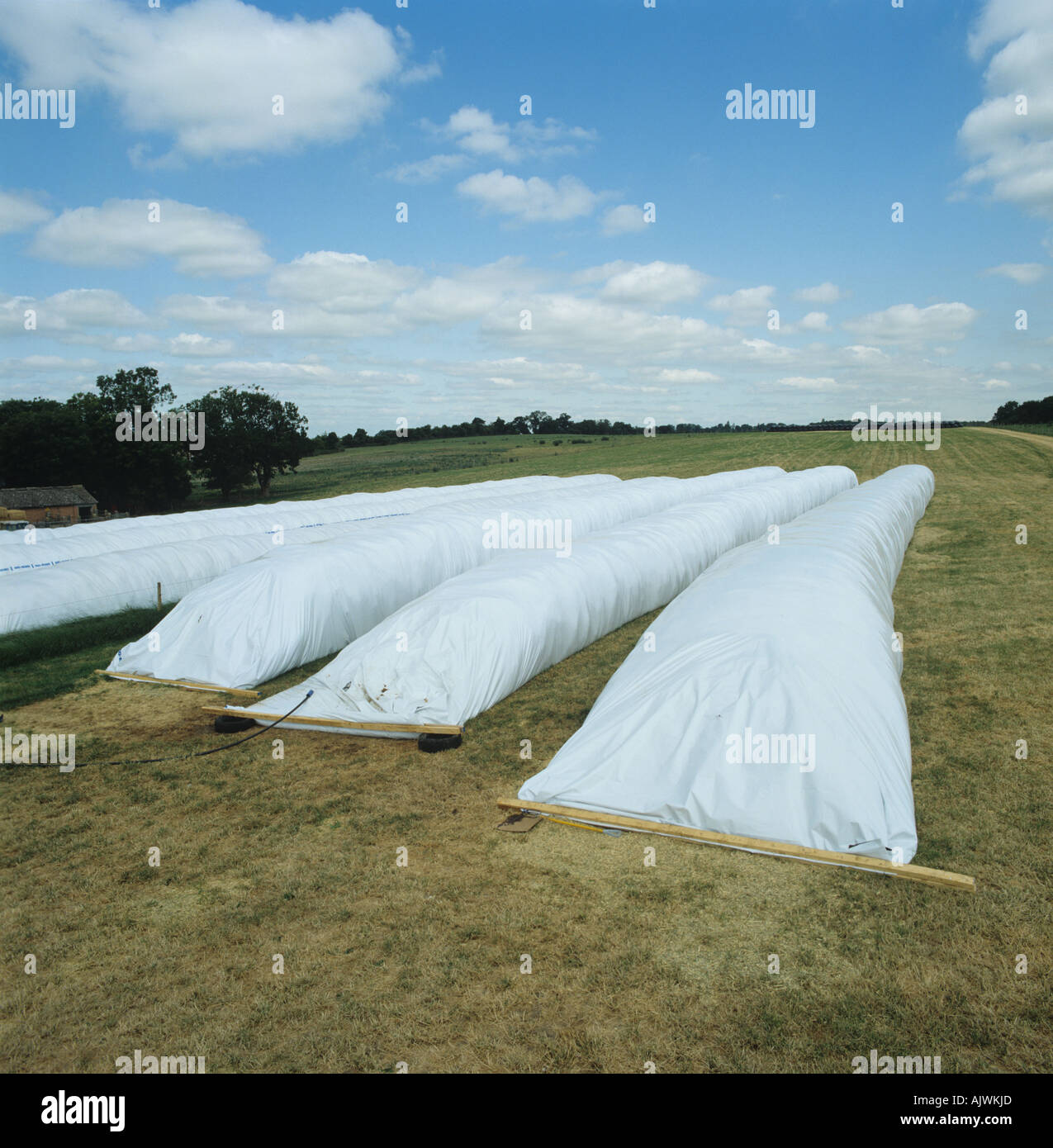 Long Ag bags used for storing grass silage with fermentation without ...