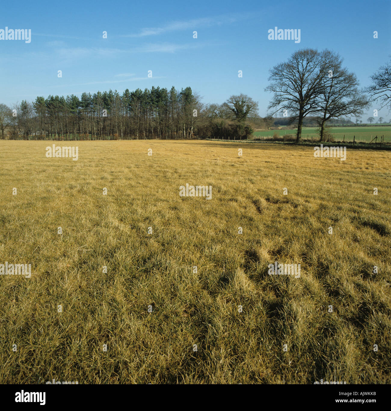 A grass ley dessicated by glyphosate herbidide before reseeding or crop ...