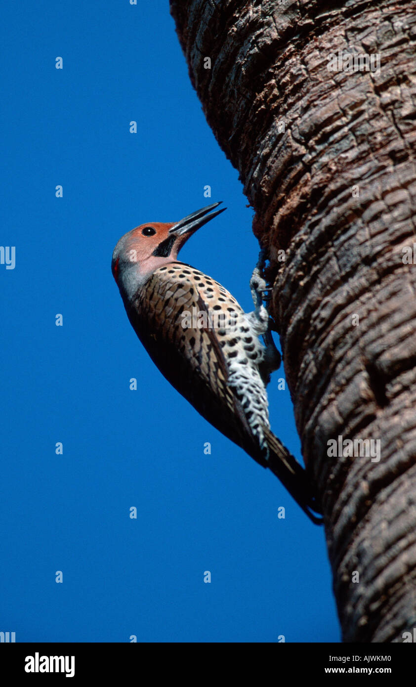 Yellow-shafted Flicker / Common Flicker Stock Photo - Alamy