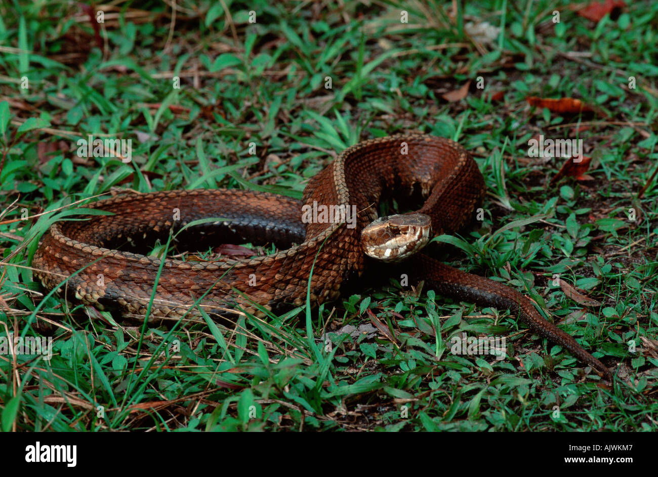 Water moccasin snakes hi-res stock photography and images - Alamy