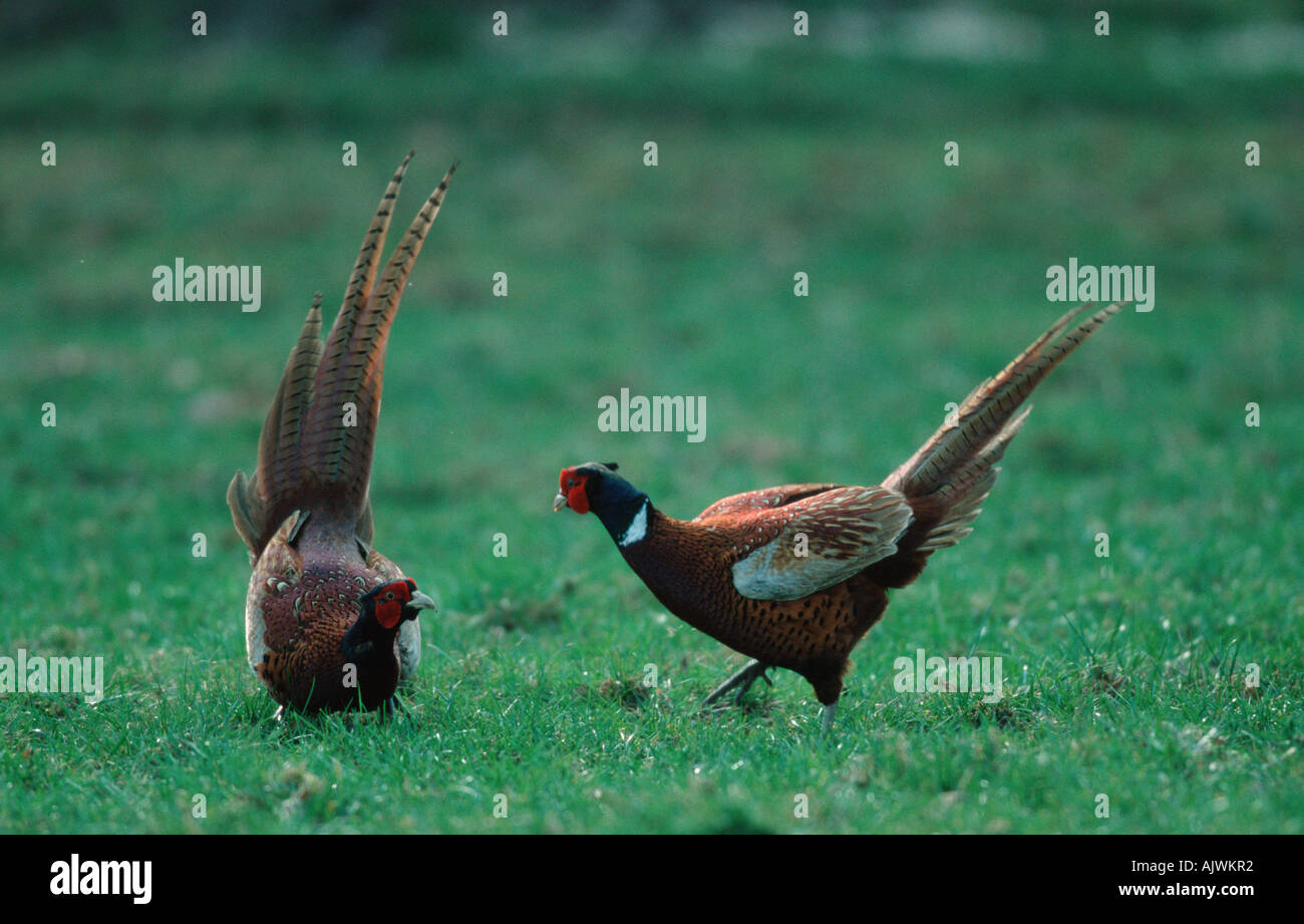 Male pheasant fighting hi-res stock photography and images - Alamy